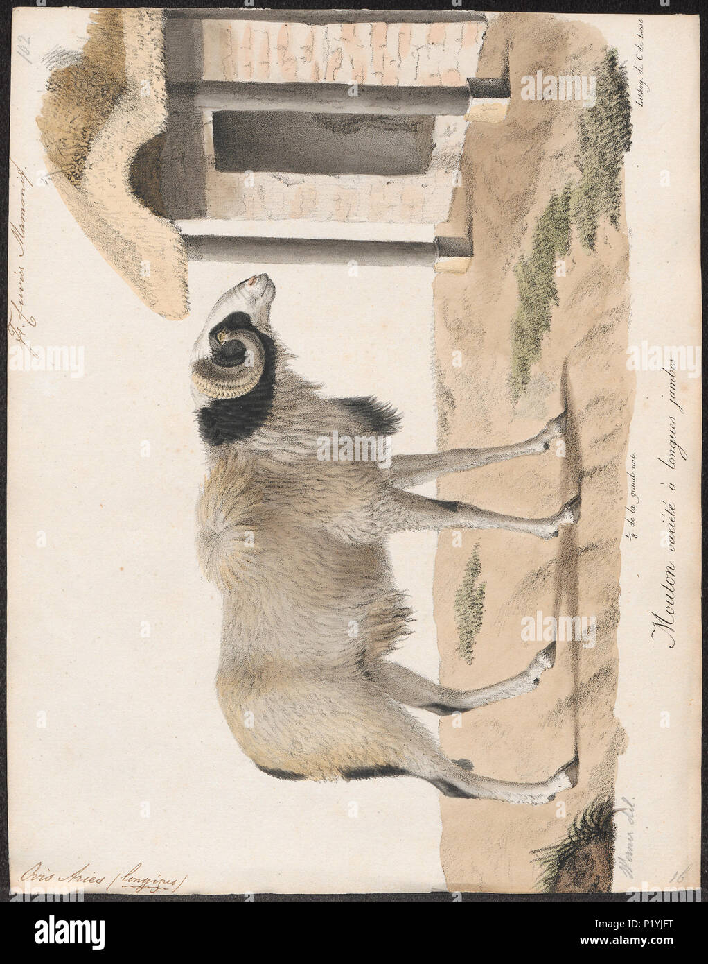 Ovis aries longipes hi-res stock photography and images - Alamy