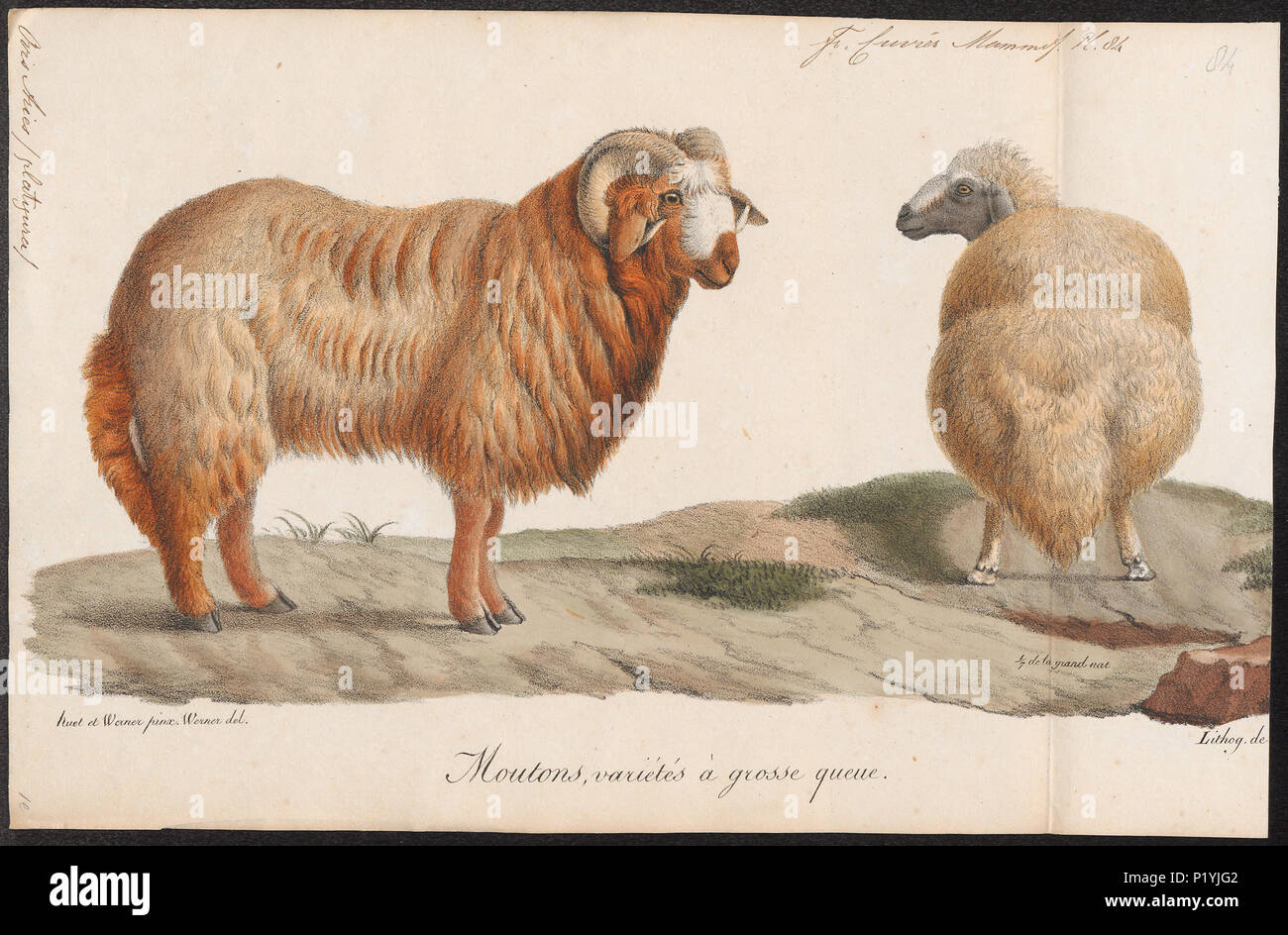 Ovis aries platyura hi-res stock photography and images - Alamy