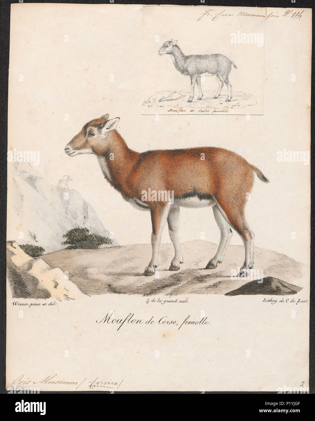 . Ovis musimon . between 1700 and 1880 214 Ovis musimon - 1700-1880 ...