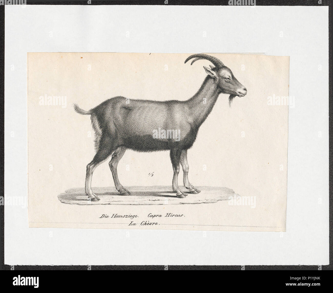 . Capra hircus . between 1700 and 1880 51 Capra hircus - 1700-1880 ...