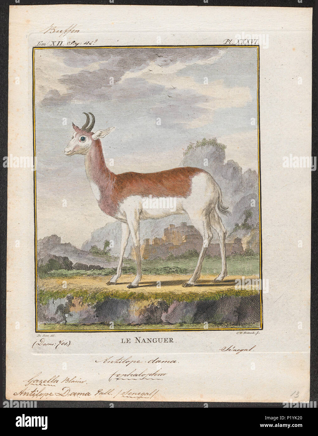 . Antilope dama . between 1700 and 1880 19 Antilope dama - 1700-1880 ...