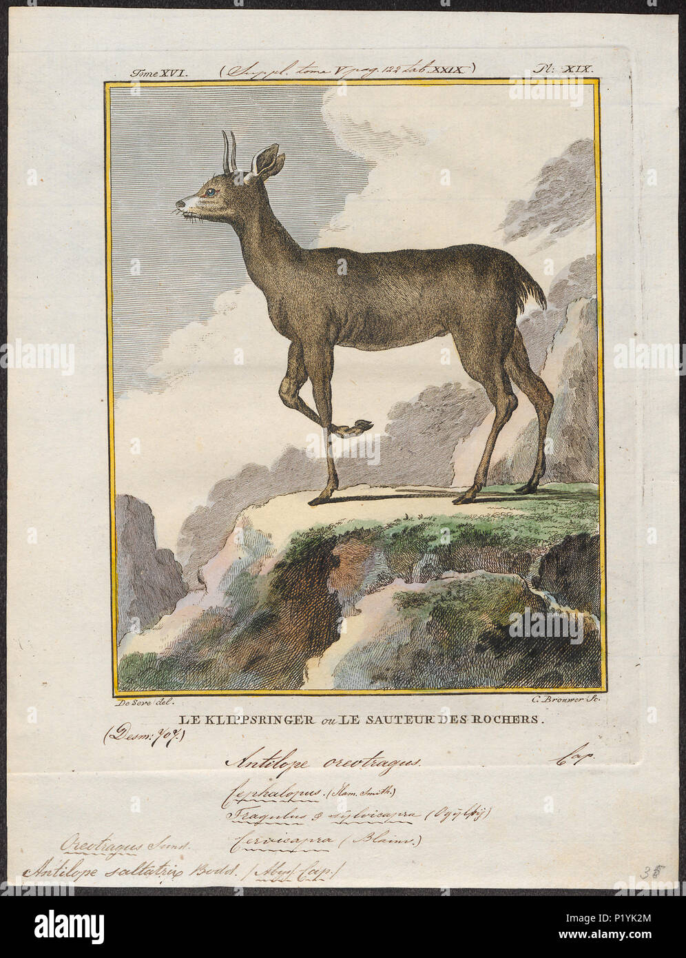 . Antilope saltatrix . between 1700 and 1880 20 Antilope saltatrix ...