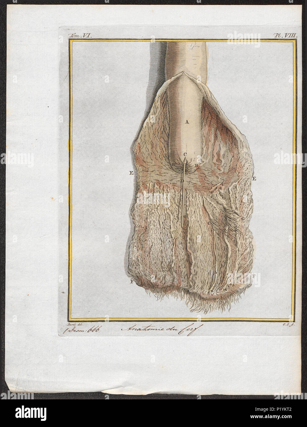. Cervus elaphus - anatomie . between 1700 and 1880 57 Cervus elaphus ...
