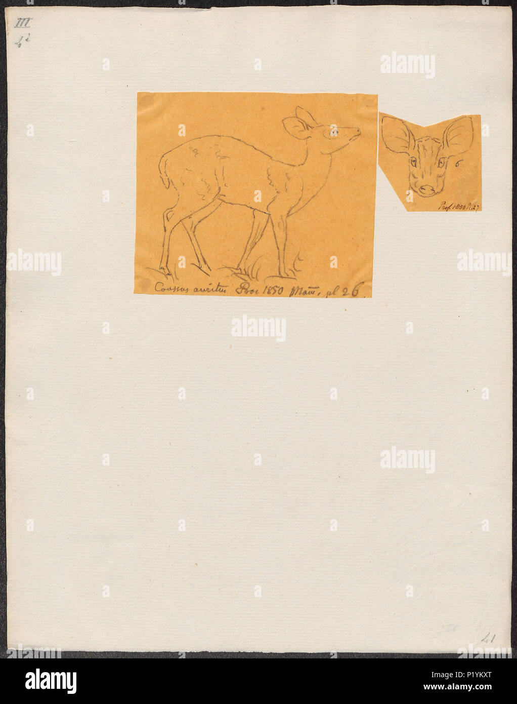 Cervus macrotus hi-res stock photography and images - Alamy