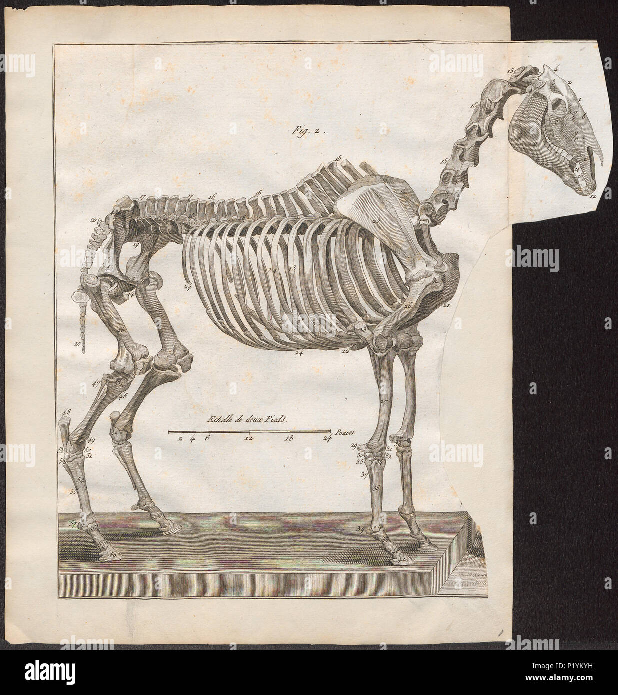 Horse skeleton hi-res stock photography and images - Alamy