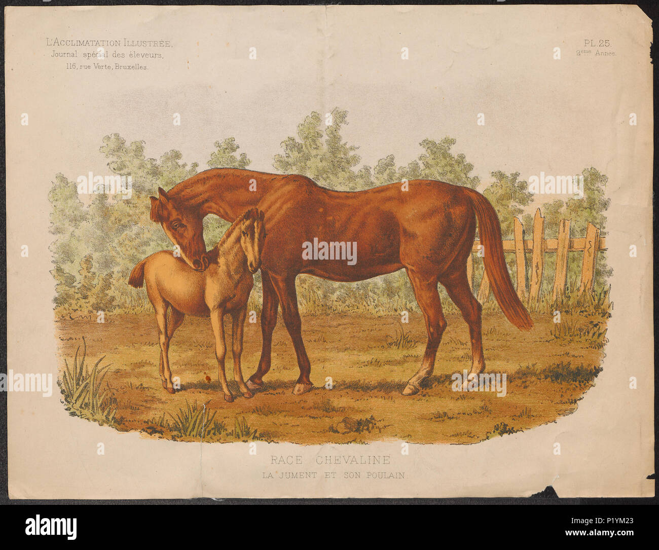 118 Equus caballus - 1881-1889 - Print - Iconographia Zoologica ...