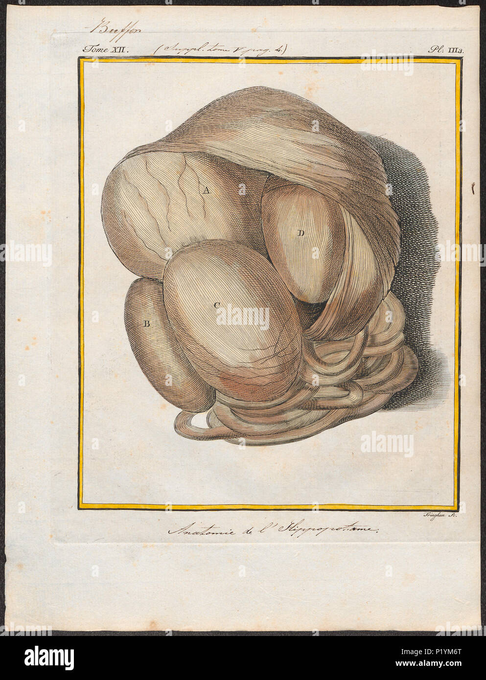 Ingewanden hi-res stock photography and images - Alamy