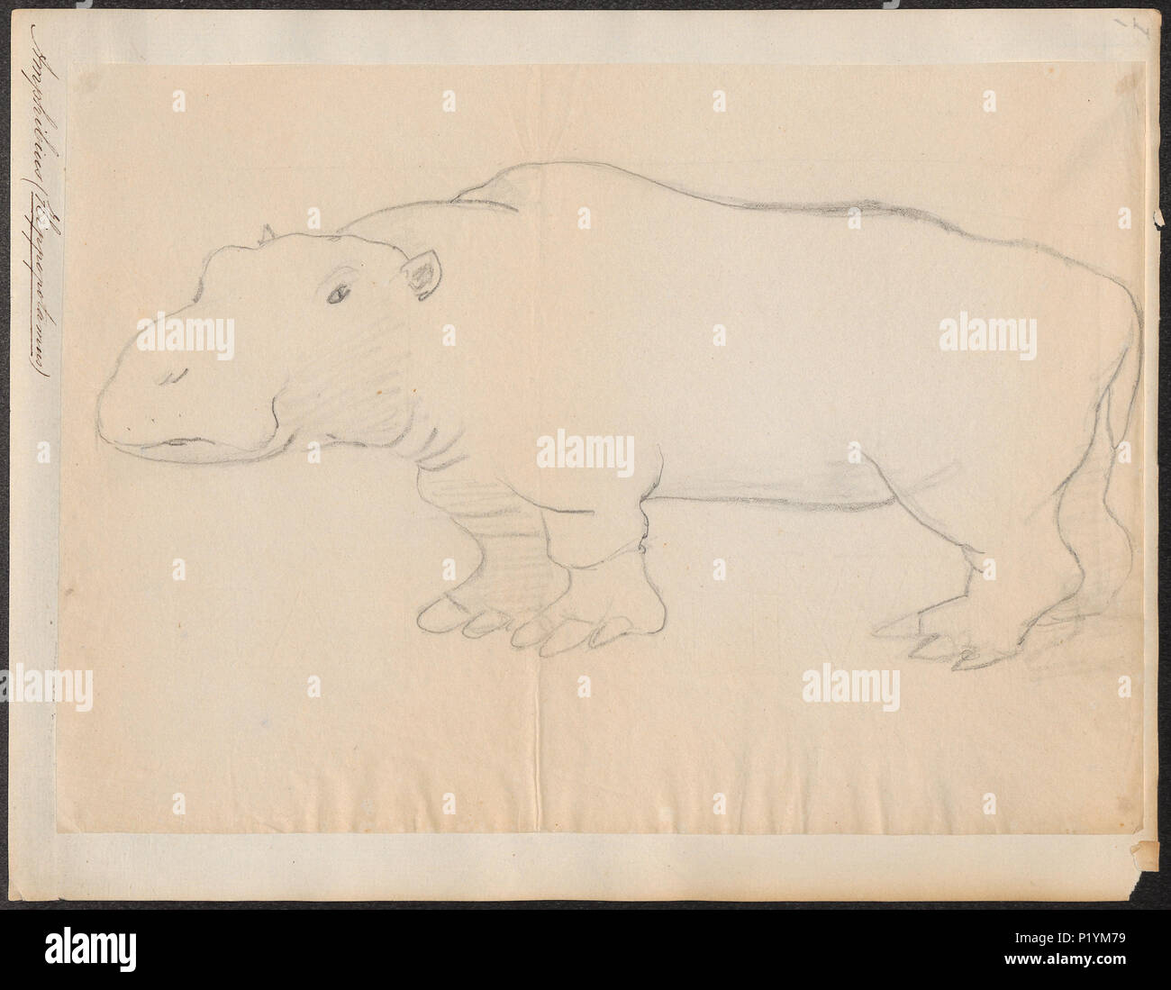 Mammal classification exhibit hi-res stock photography and images - Alamy