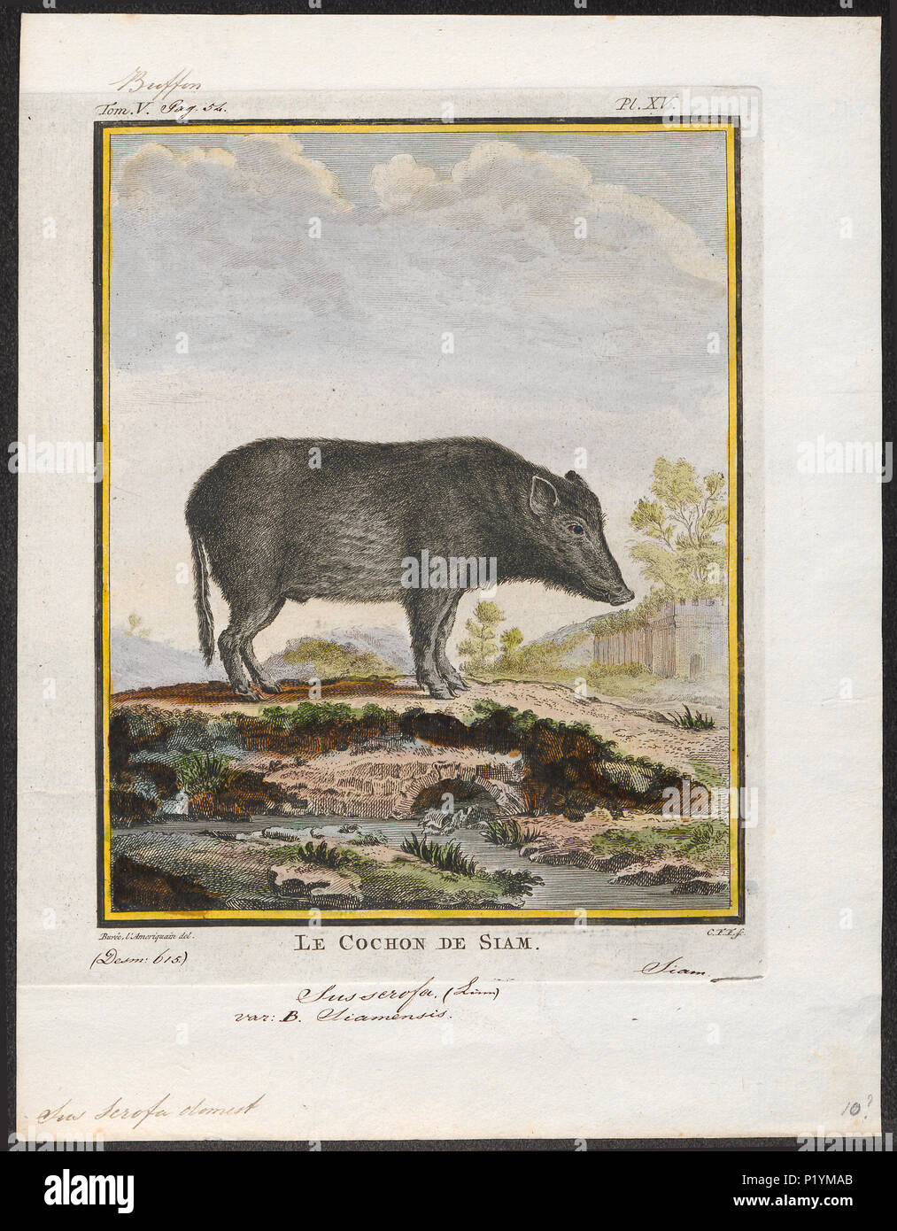 Evolution of the domestic pig hi-res stock photography and images - Alamy