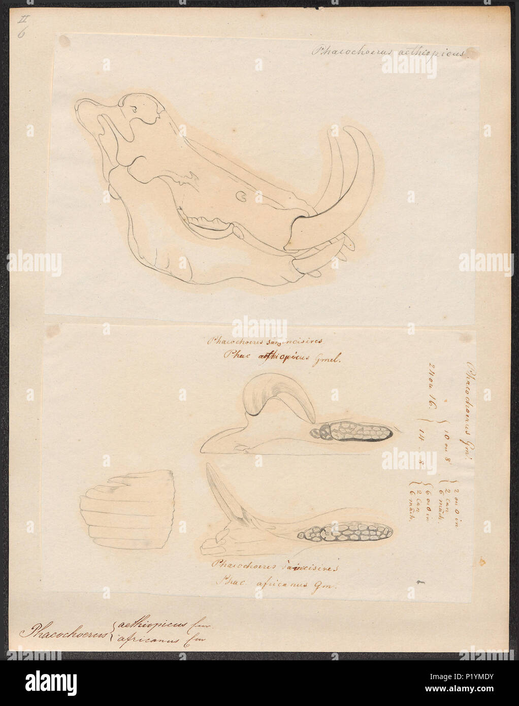 Phacochoerus africanus skull hi-res stock photography and images - Alamy