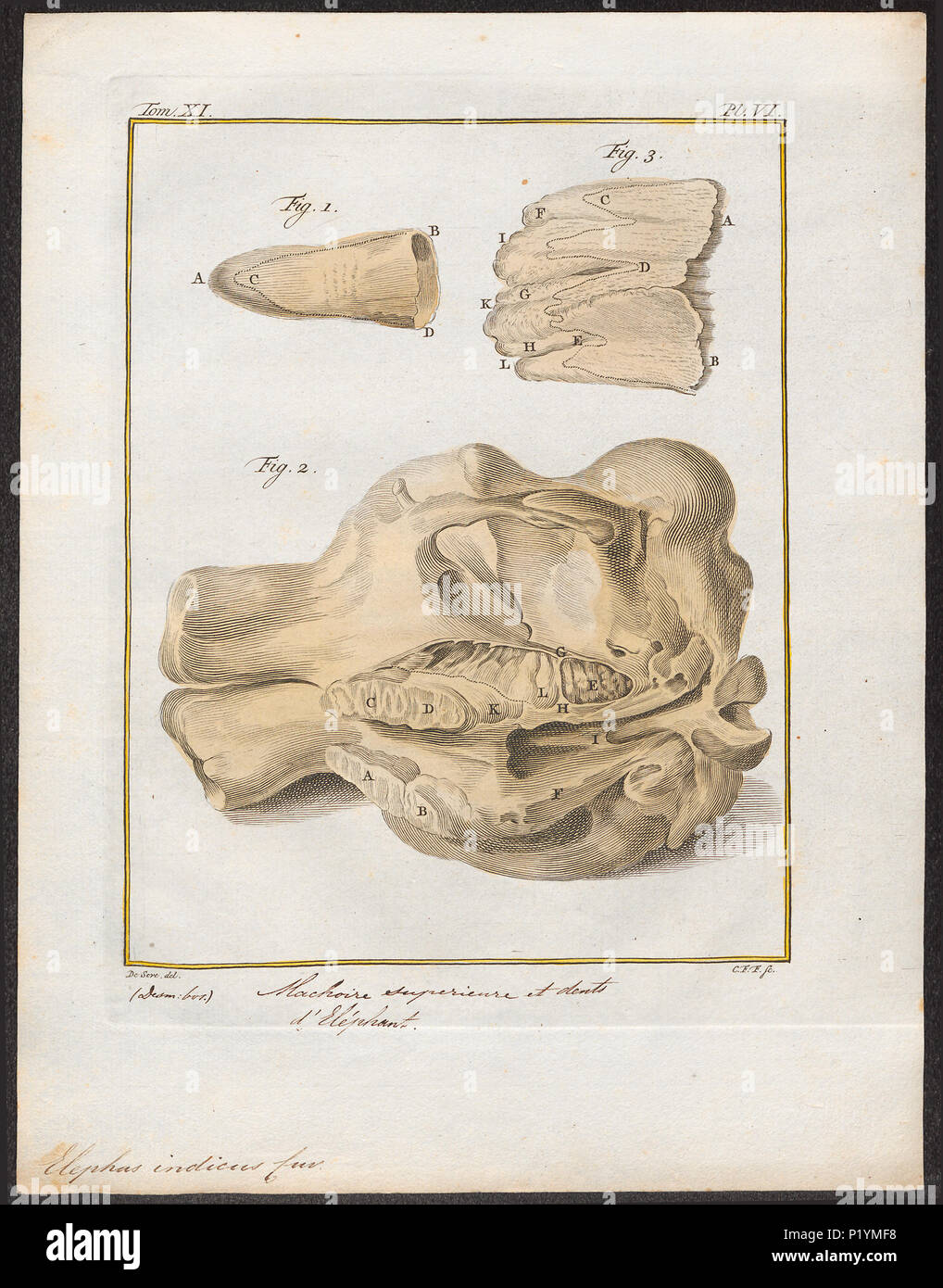 Elephas indicus skull hi-res stock photography and images - Alamy