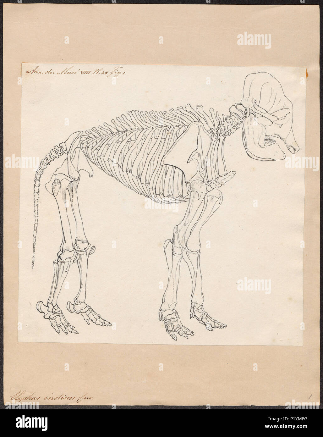 115 Elephas indicus - skelet - 1700-1880 - Print - Iconographia ...