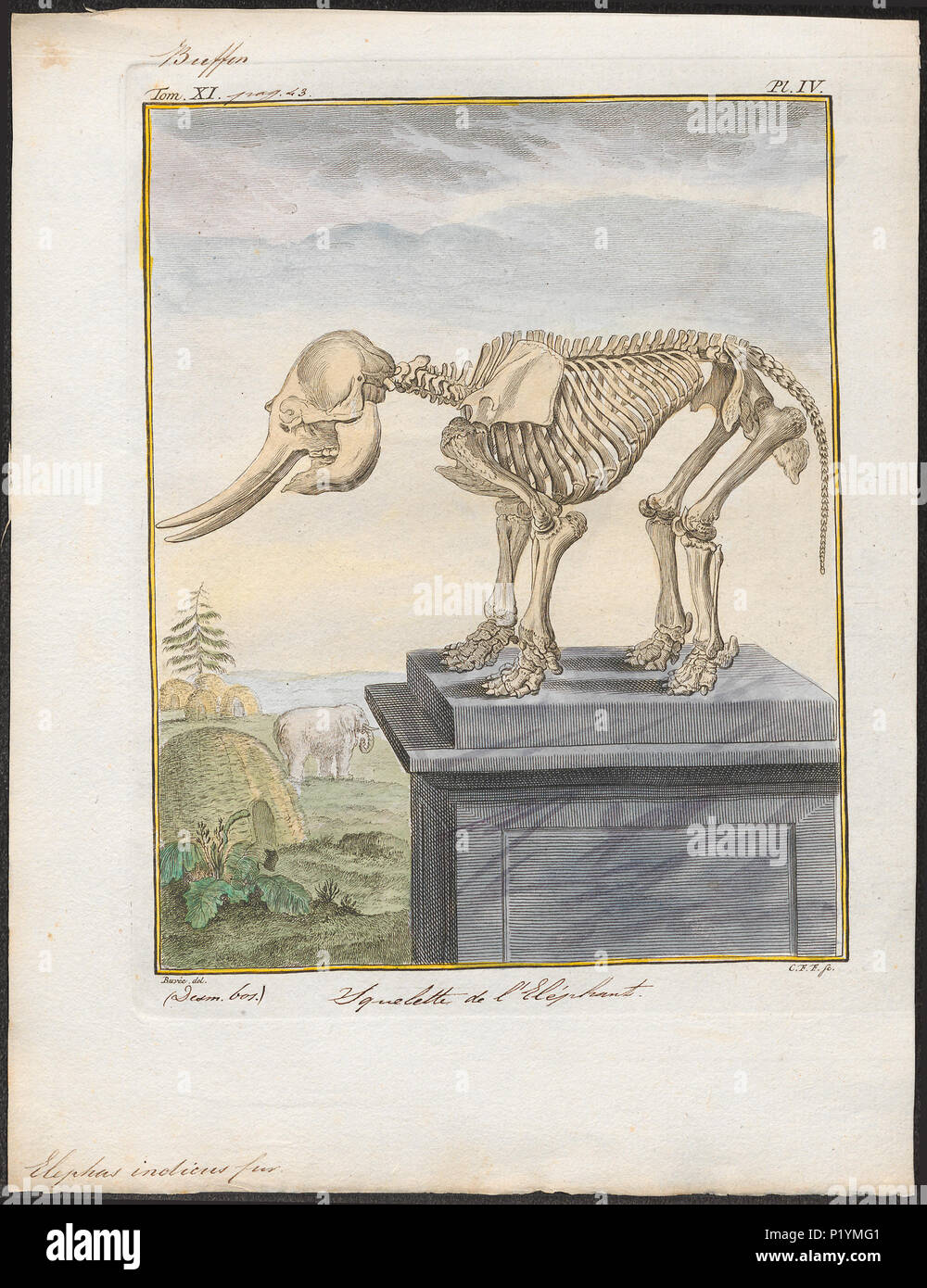 . Elephas indicus - skelet . between 1700 and 1880 115 Elephas indicus ...