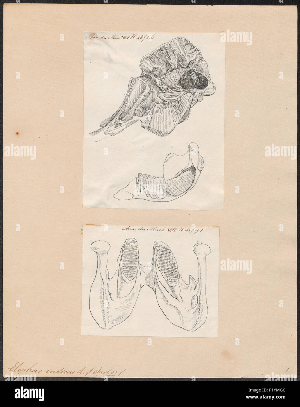 . Elephas indicus . between 1700 and 1880 115 Elephas indicus - 1700 ...