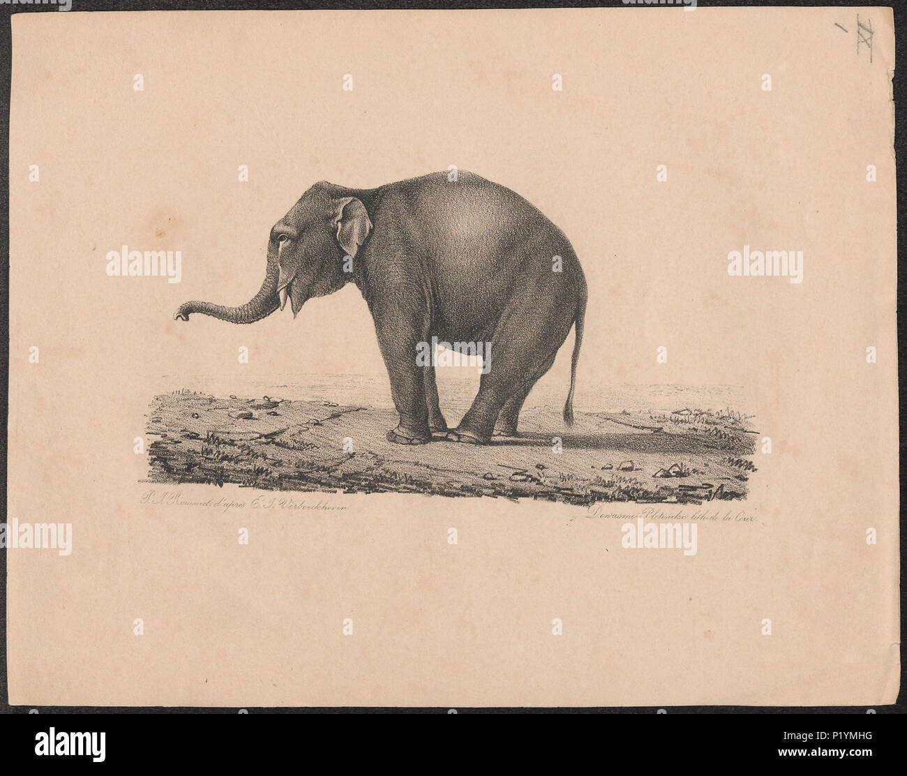 . Elephas indicus . between 1700 and 1880 115 Elephas indicus - 1700 ...