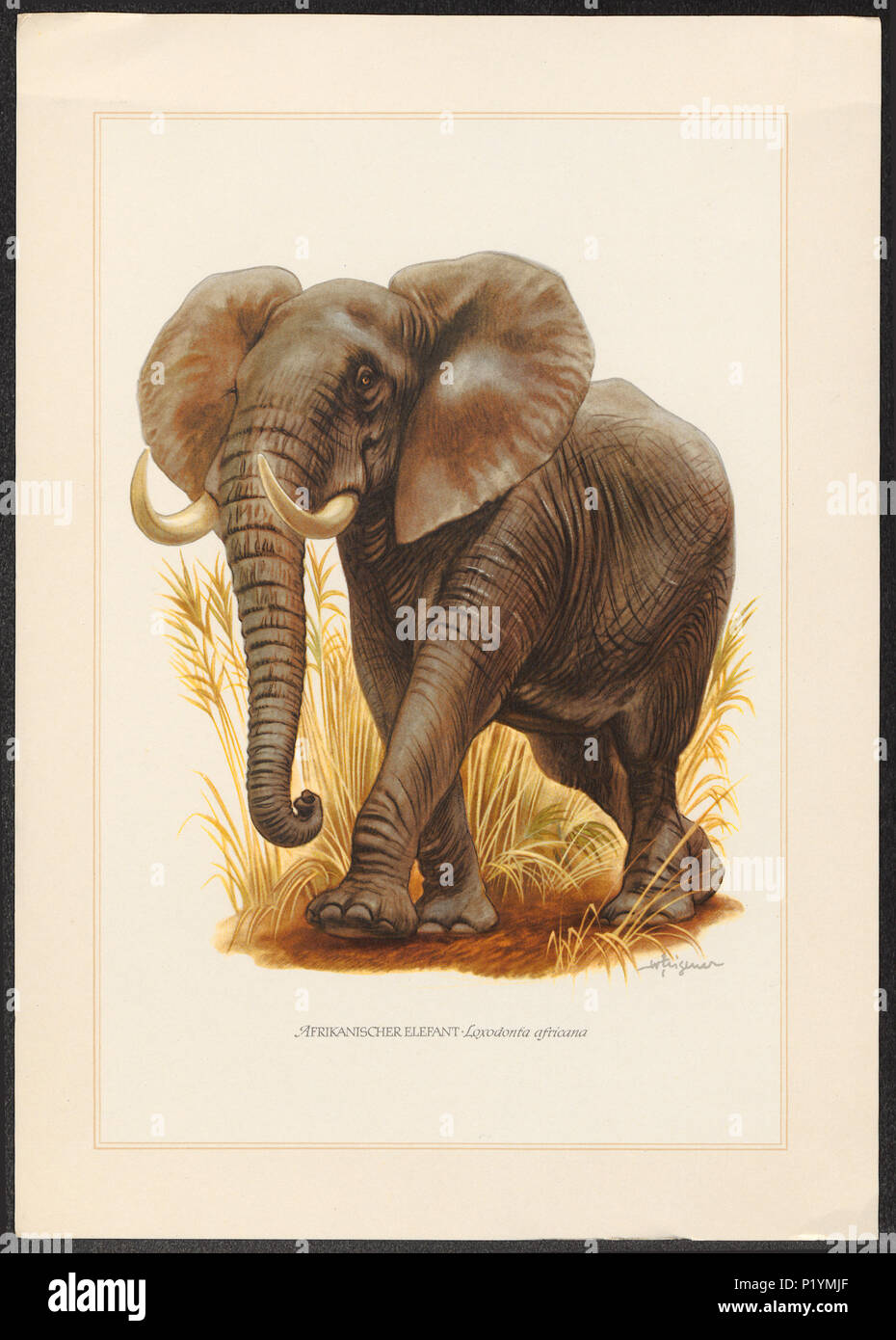 Loxodon hi-res stock photography and images - Alamy