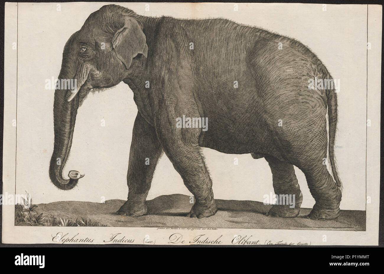 Elephas indicus drawing hi-res stock photography and images - Alamy