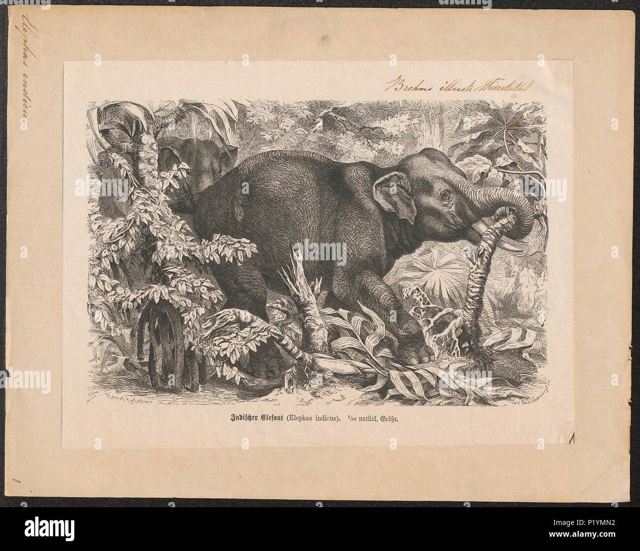 . Elephas indicus . between 1700 and 1880 115 Elephas indicus - 1700 ...
