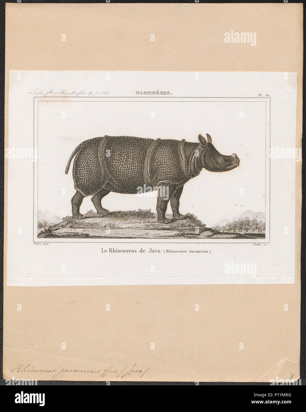 Rhinoceros javanicus hi-res stock photography and images - Alamy