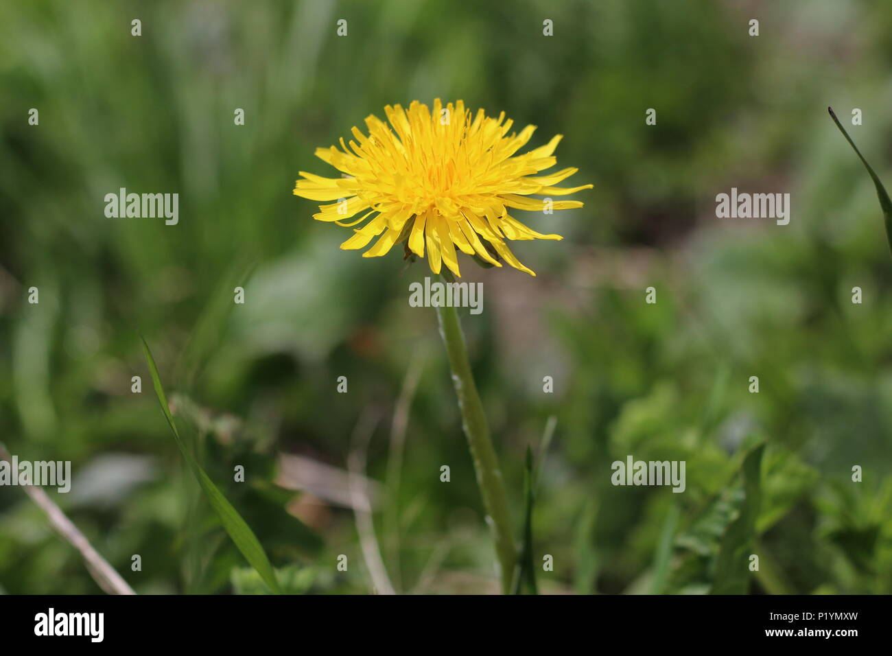 Dreampicture hi-res stock photography and images - Alamy