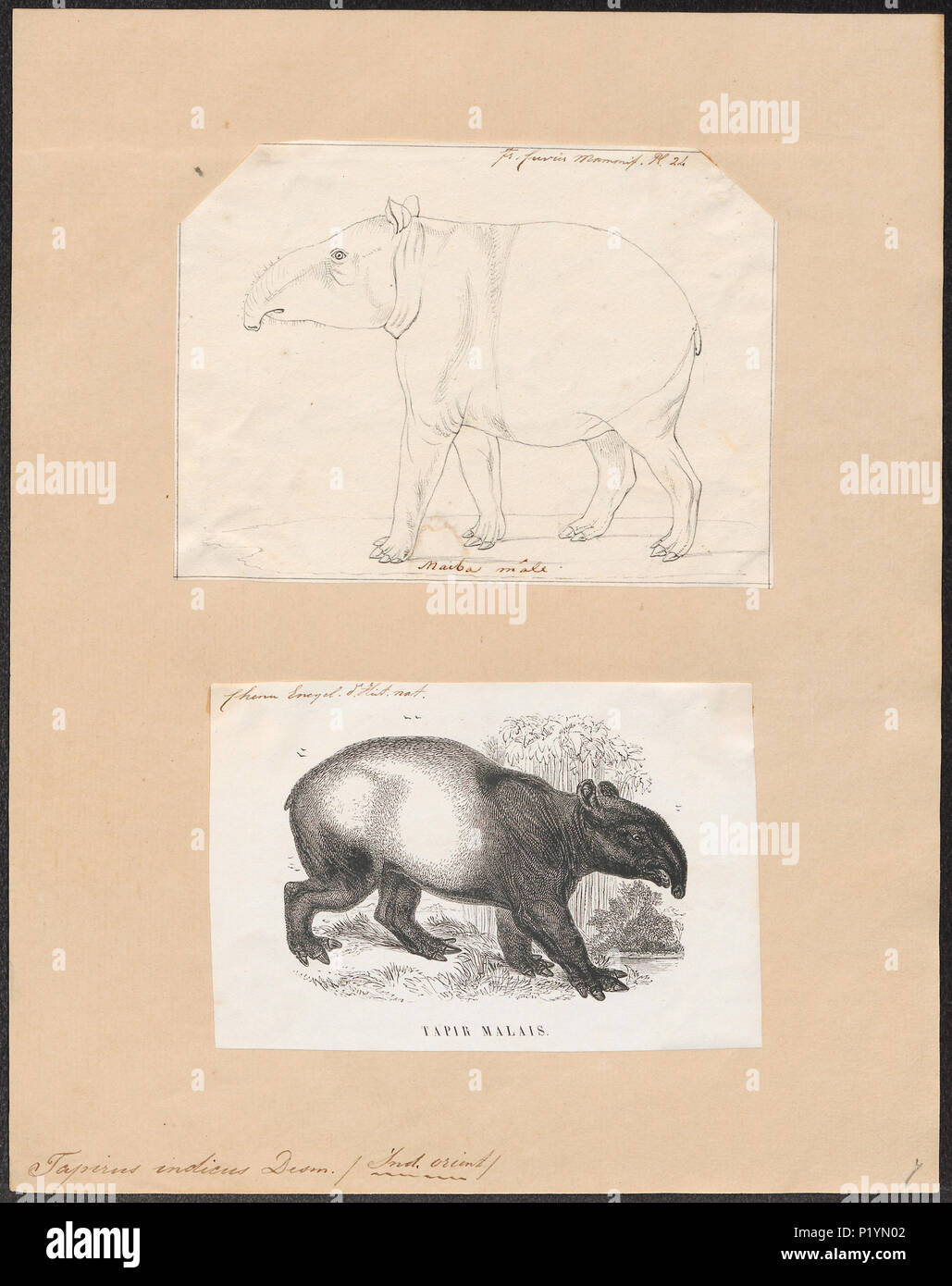 Tapirusindicus hi-res stock photography and images - Alamy