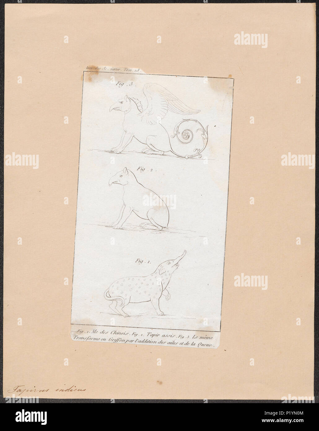 . Tapirus indicus . between 1700 and 1880 301 Tapirus indicus - 1700 ...