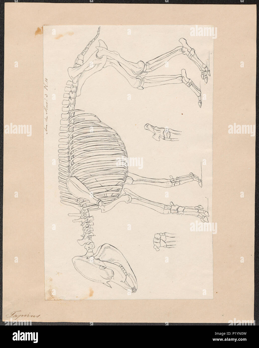 Tapir skeleton hi-res stock photography and images - Alamy
