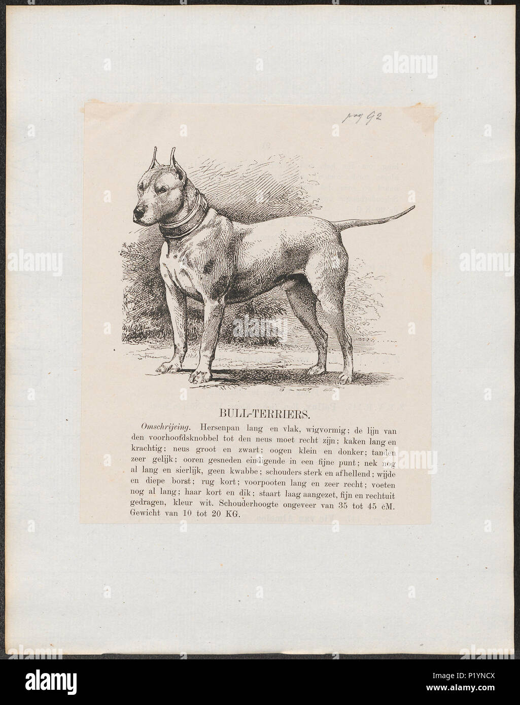 History_of_dogs hi-res stock photography and images - Alamy