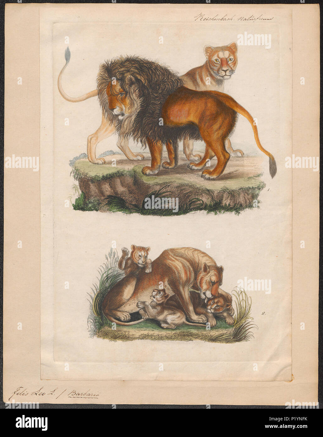 Felis leo hi-res stock photography and images - Alamy