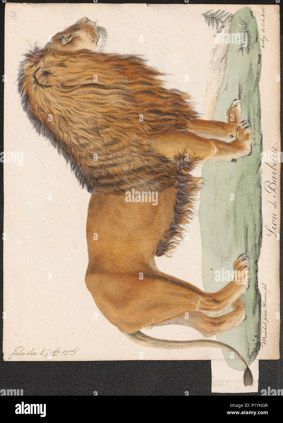 . Felis leo . between 1818 and 1842 123 Felis leo - 1818-1842 - Print ...