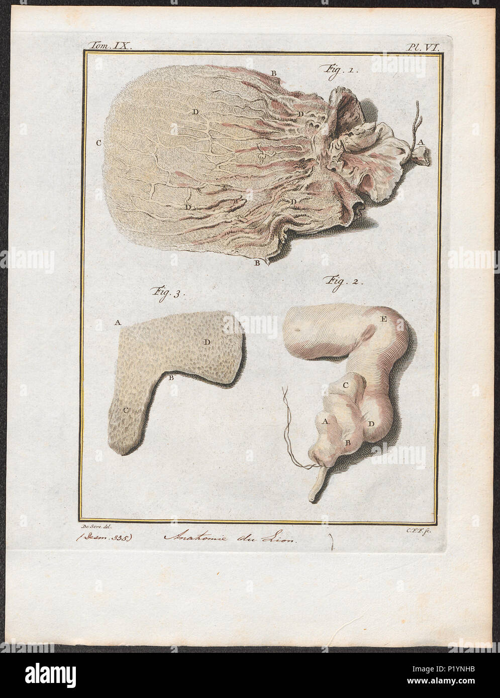 . Felis leo - anatomie . between 1700 and 1880 124 Felis leo - anatomie ...
