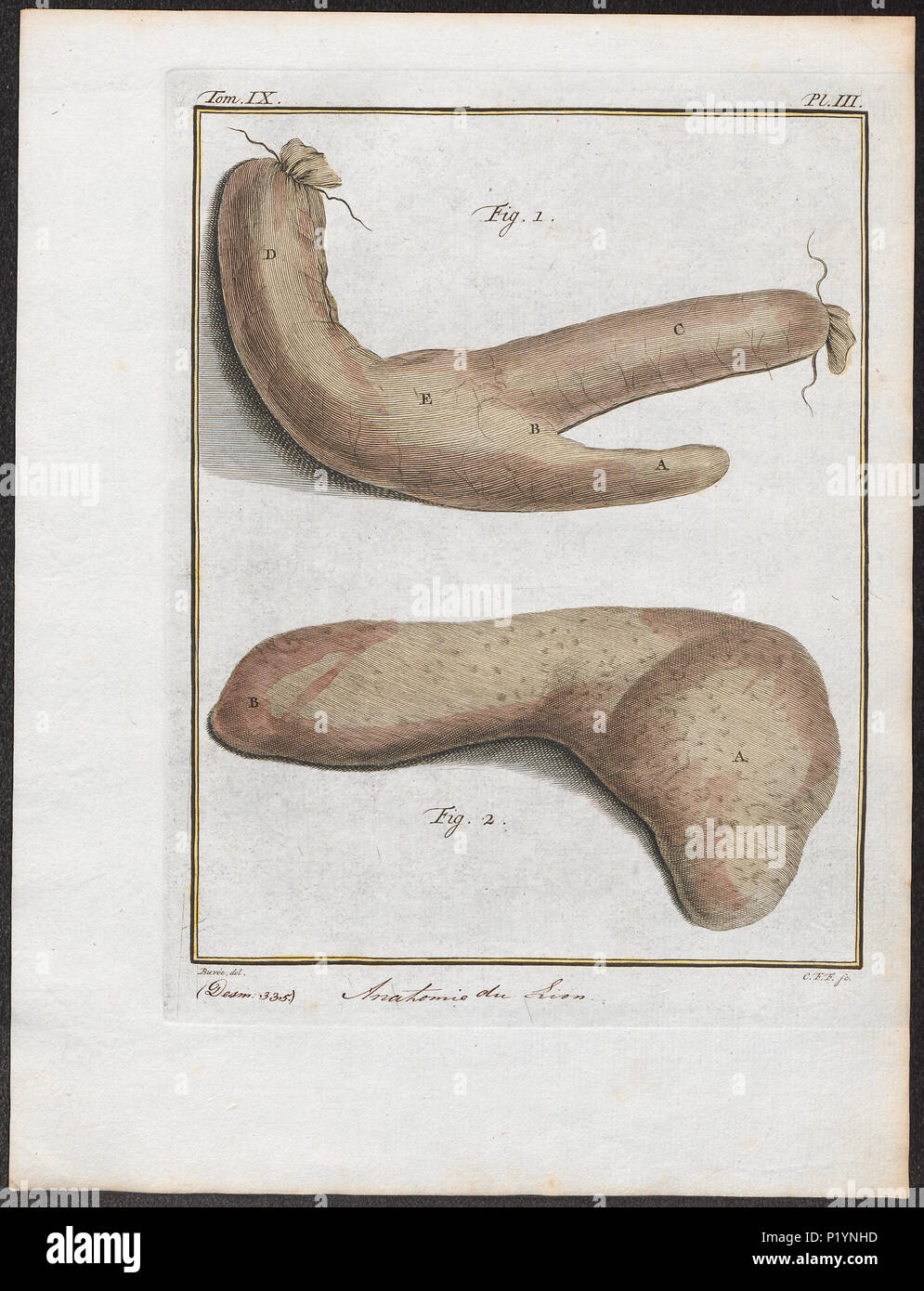 . Felis leo - anatomie . between 1700 and 1880 124 Felis leo - anatomie ...