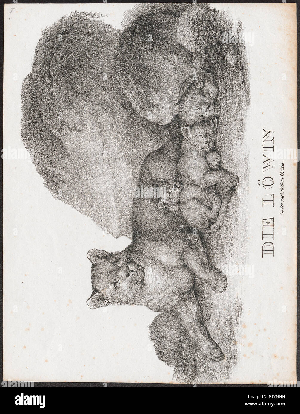 . Felis leo . between 1700 and 1880 123 Felis leo - 1700-1880 - Print ...