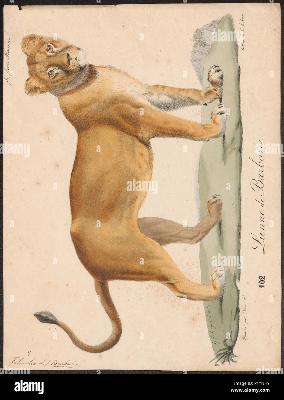 . Felis leo . between 1818 and 1842 123 Felis leo - 1818-1842 - Print - Iconographia Zoologica ...