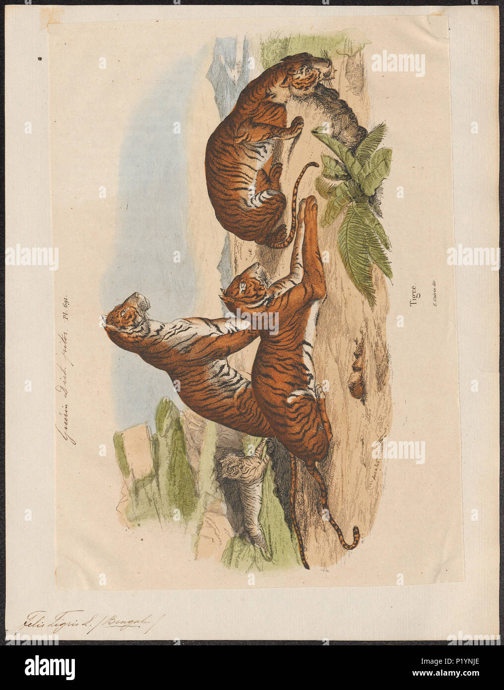 . Felis tigris . between 1833 and 1839 124 Felis tigris - 1833-1839 ...