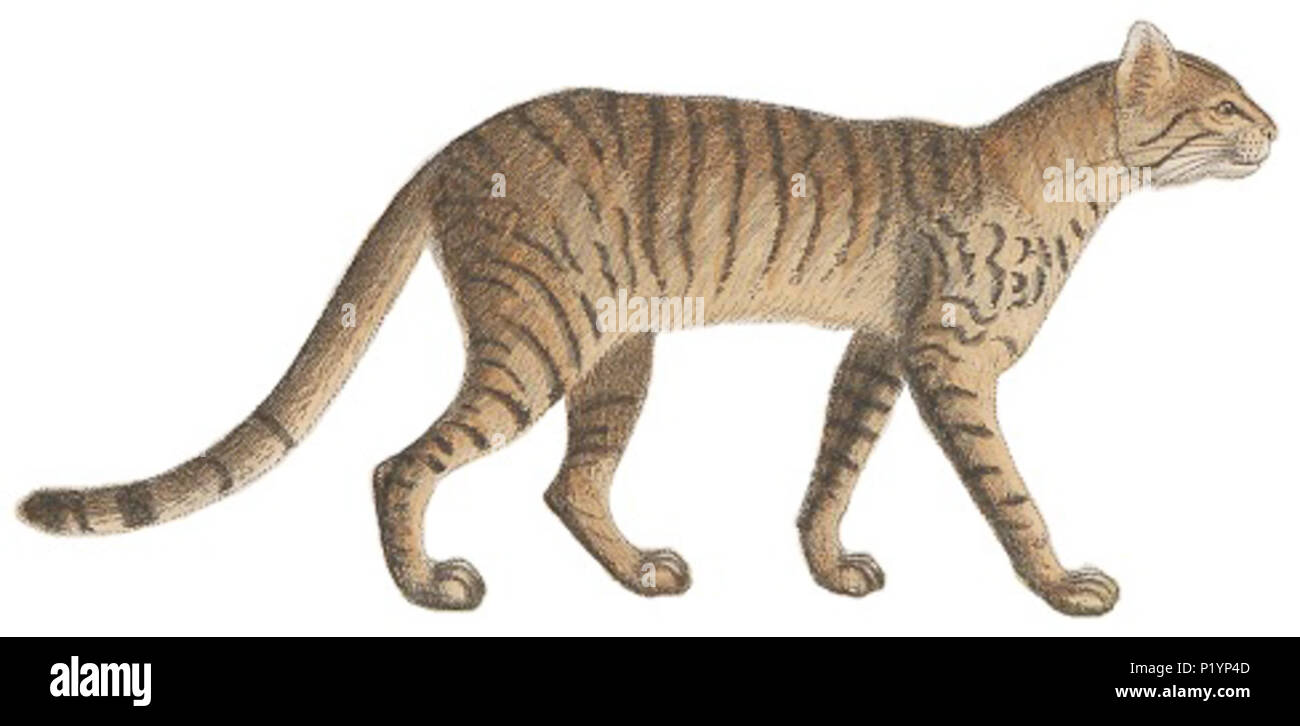 University zoology museum Cut Out Stock Images & Pictures - Alamy