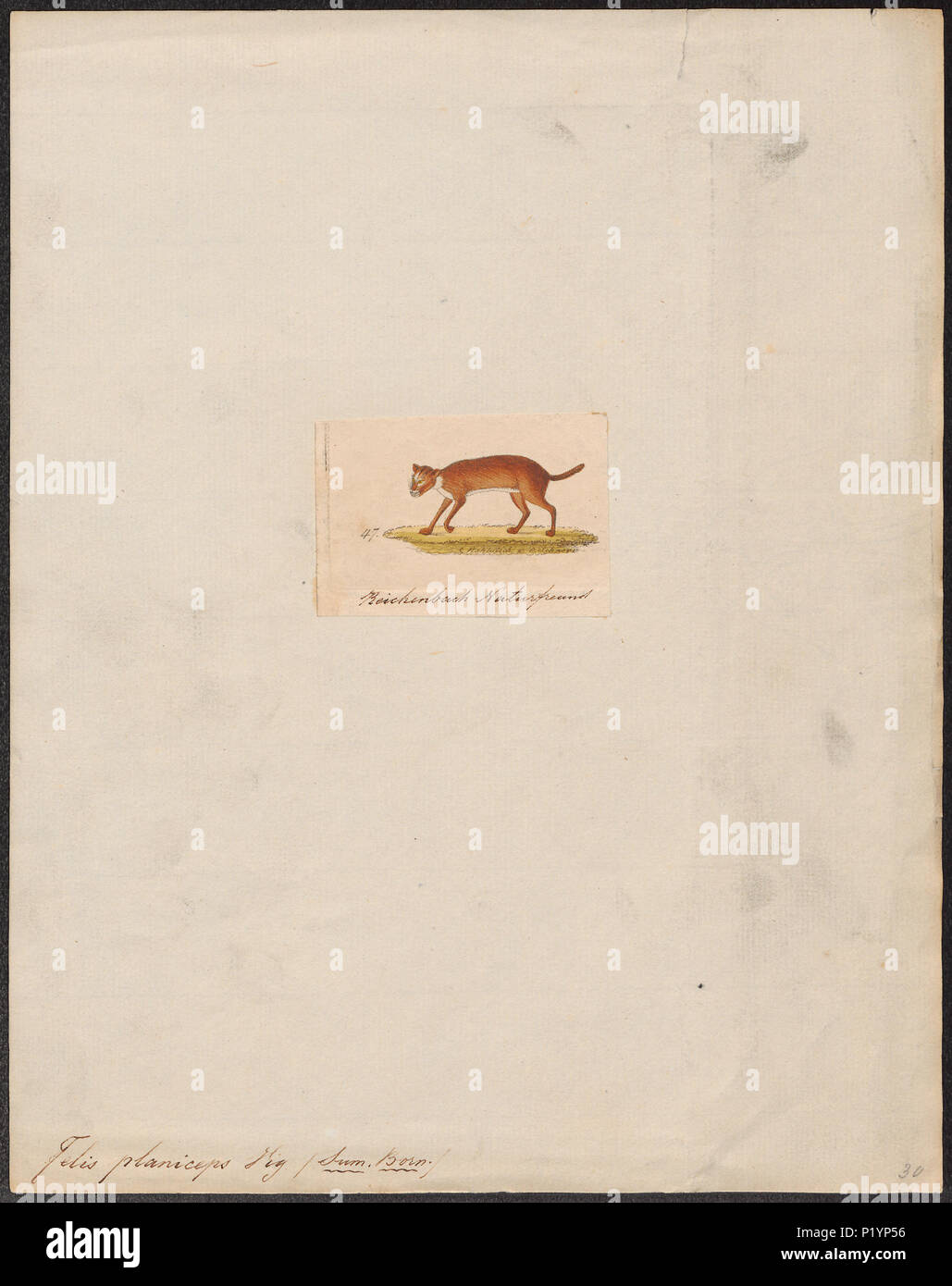 . Felis planiceps . 1834 124 Felis planiceps - 1834 - Print ...