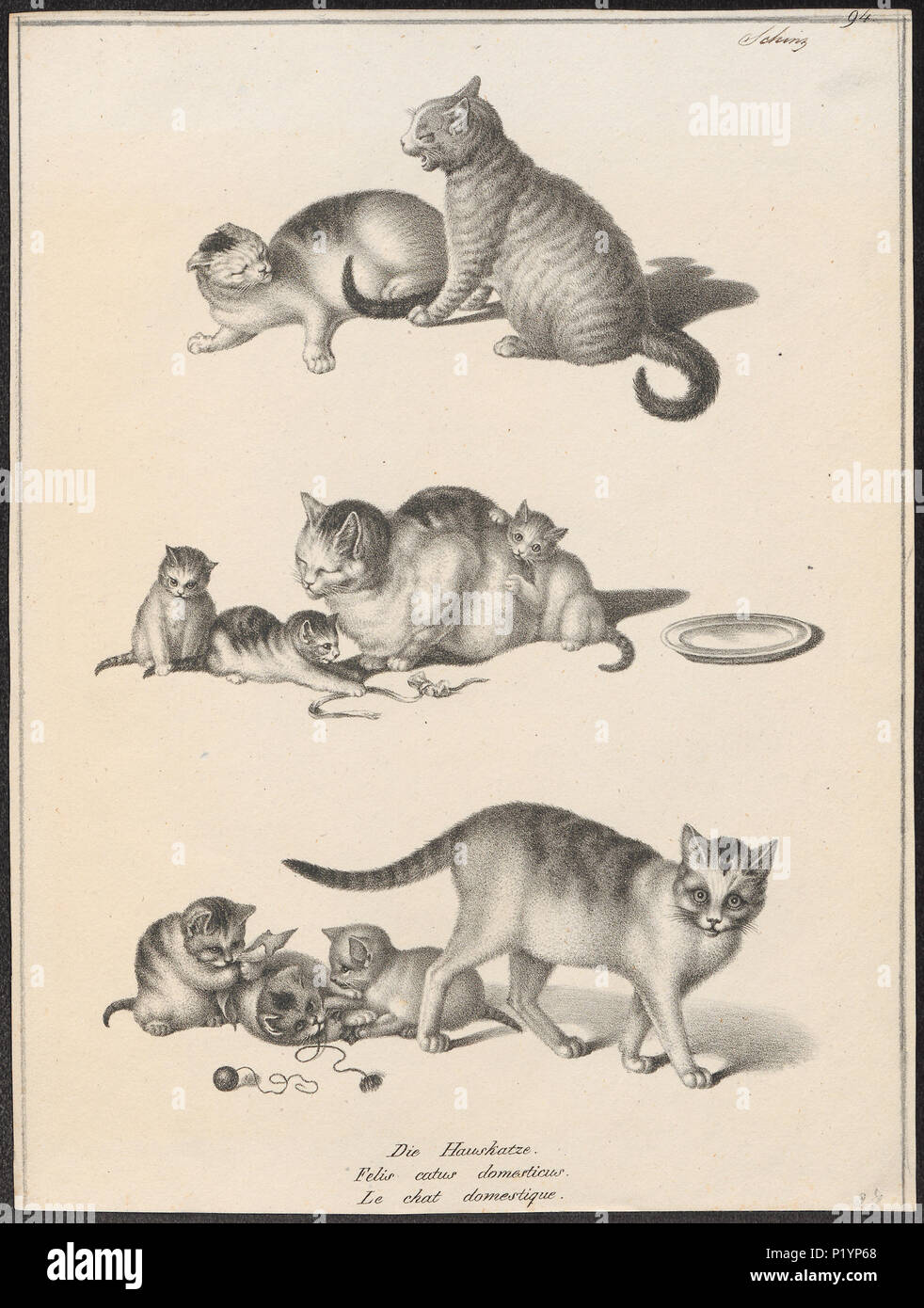 . Felis catus domesticus . between 1809 and 1845 123 Felis catus ...