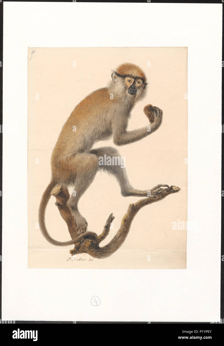 Semnopithecus spec hi-res stock photography and images - Alamy