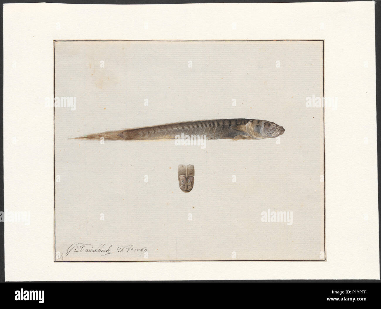 Gobius spec hi-res stock photography and images - Alamy