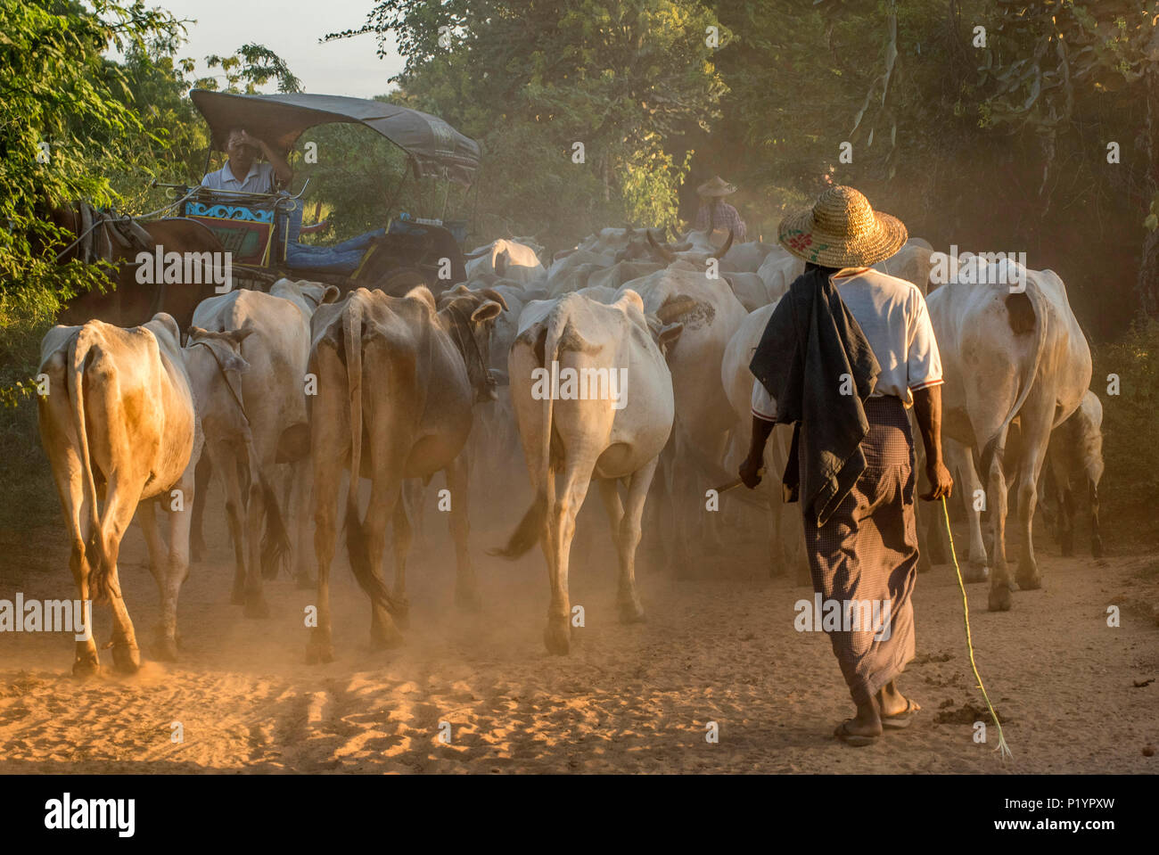 Myanmar, Mandalay region, Old Bagan, herd of zebus led by a farmer and ...