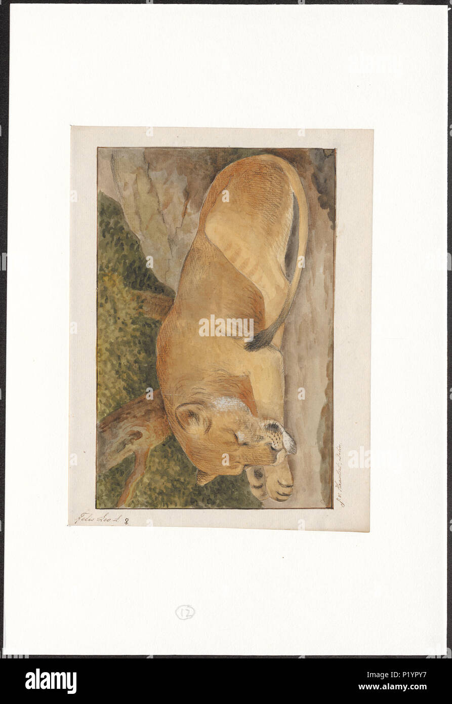 Lion anatomy drawing hi-res stock photography and images - Alamy