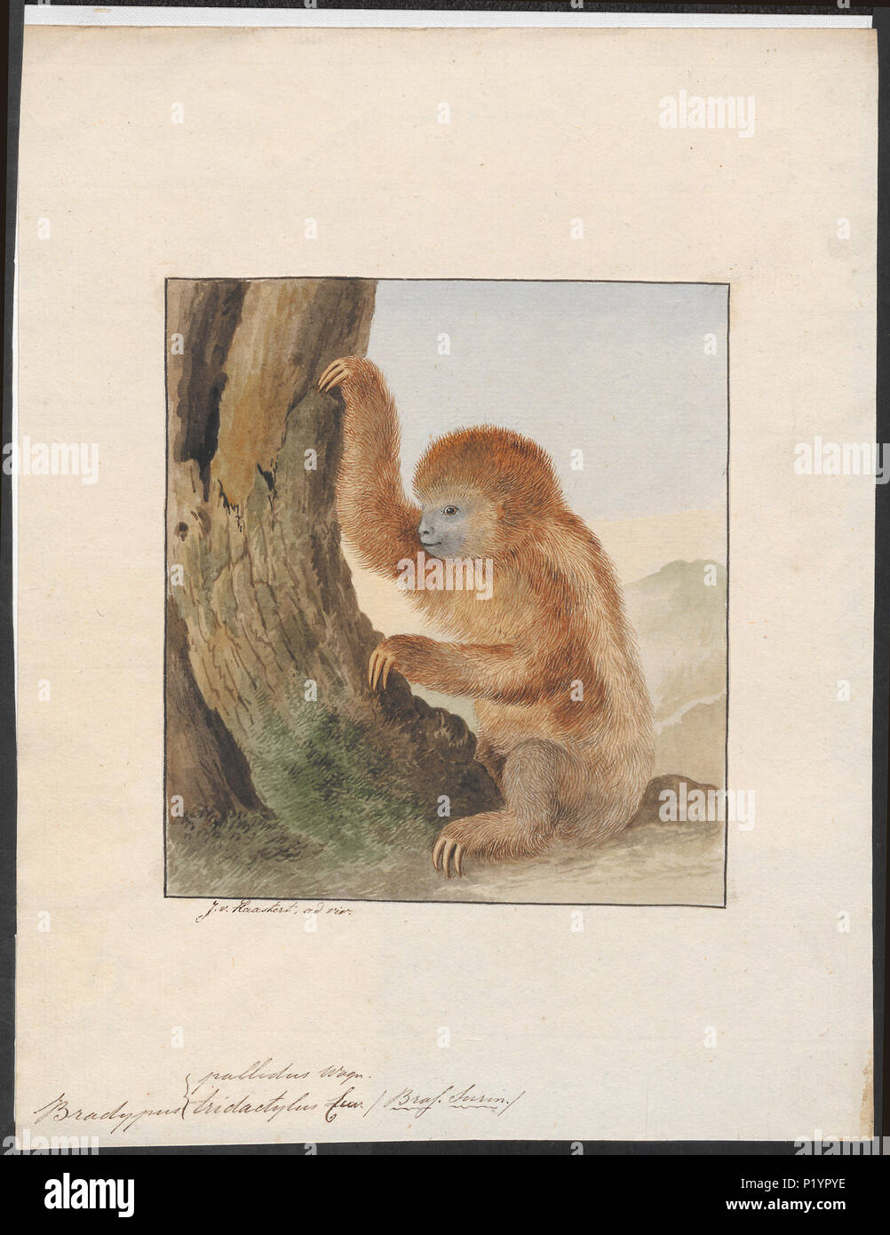Bradypus tridactylus hi-res stock photography and images - Alamy
