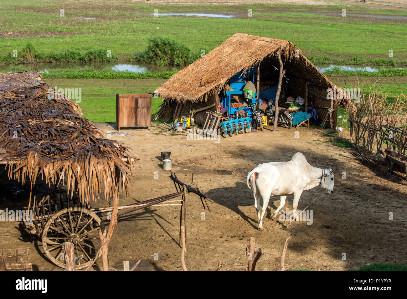 Myanmar, Mandalay region, farm pen pwith a zebu Stock Photo - Alamy