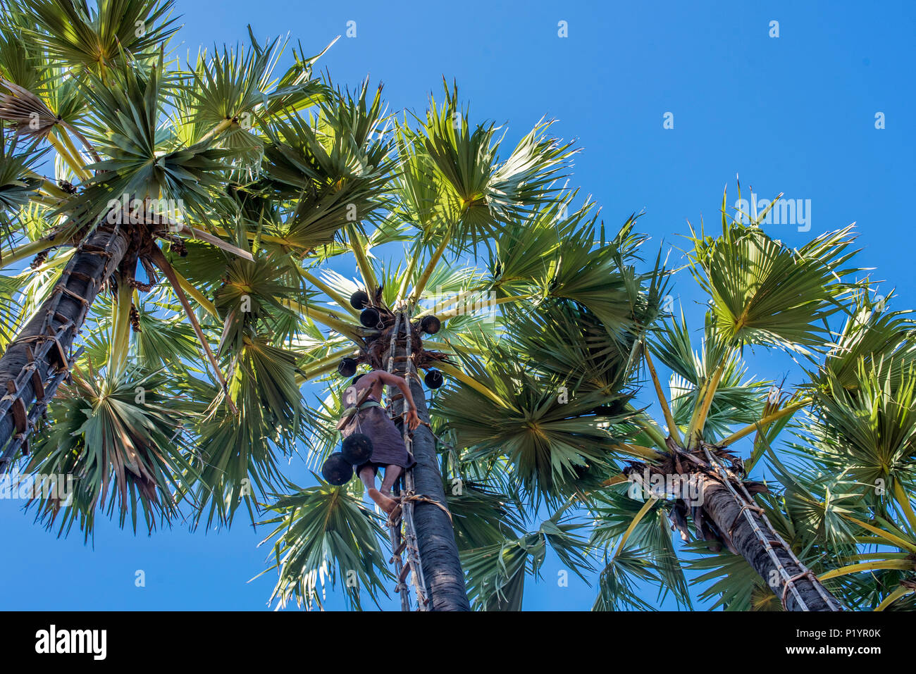 Myanmar, Mandalay region, Bagan, harvesting the fruit of tala palm ...