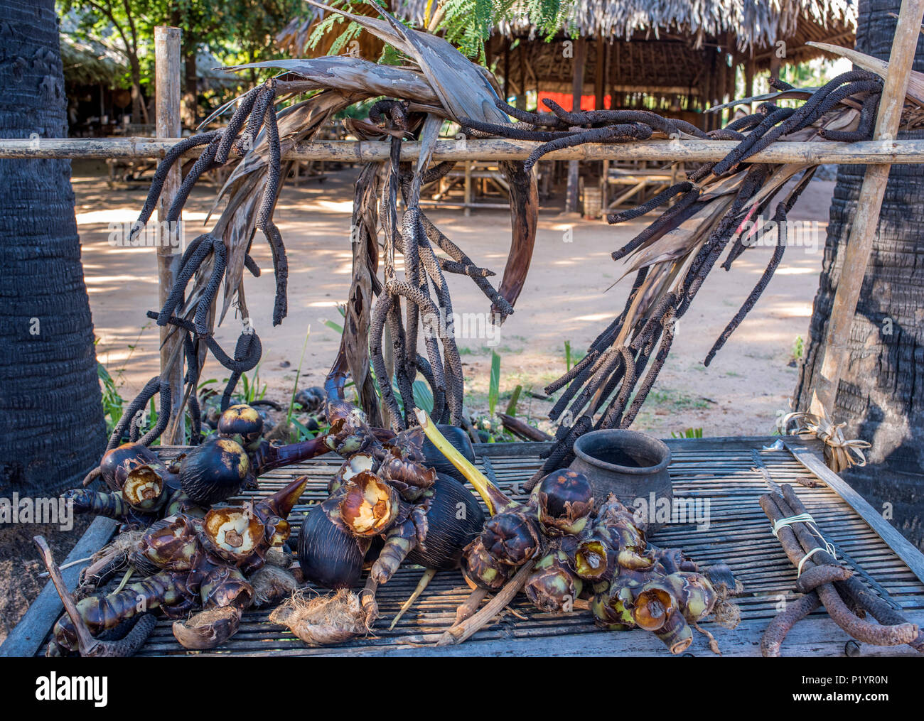 Myanmar, Mandalay region, Bagan, fruits of the tala palm Stock Photo ...