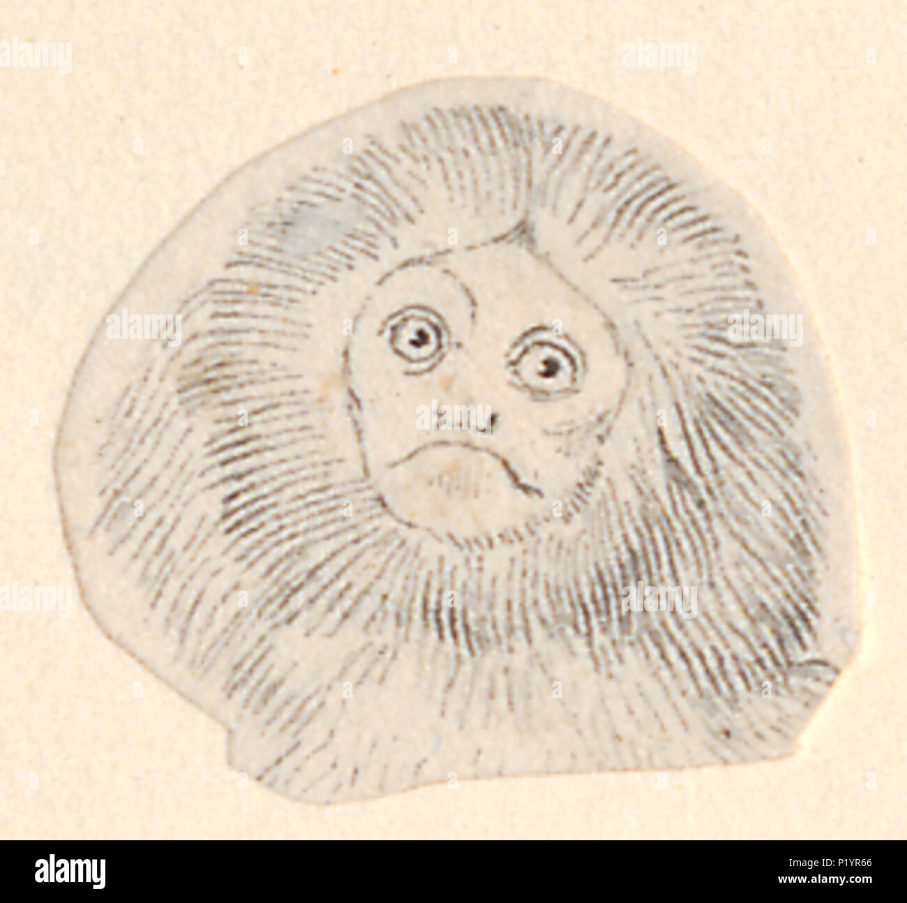 . Leontopithecus rosalia - kop 173 Leontopithecus rosalia - kop ...