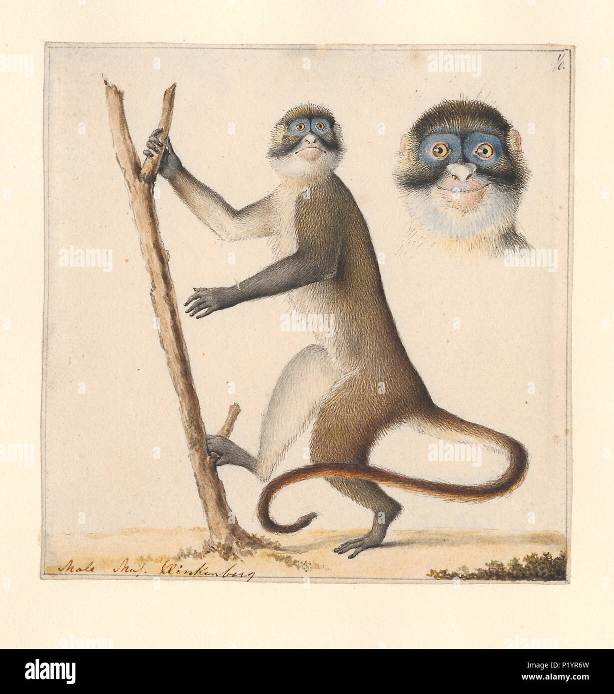 . Cercopithecus . between 1788 and 1863 56 Cercopithecus - 1788-1863 ...
