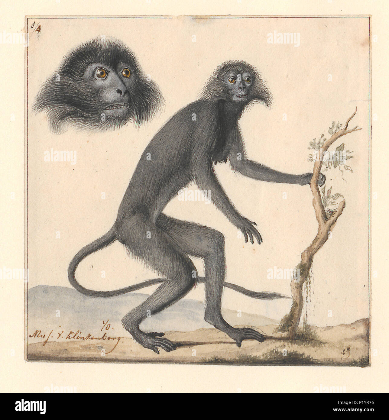 . Semnopithecus . between 1788 and 1863 287 Semnopithecus - 1788-1863 ...