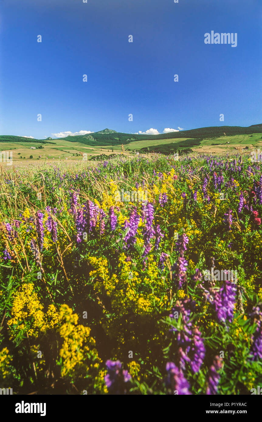 Meadows Of Heaven High Resolution Stock Photography and Images - Alamy